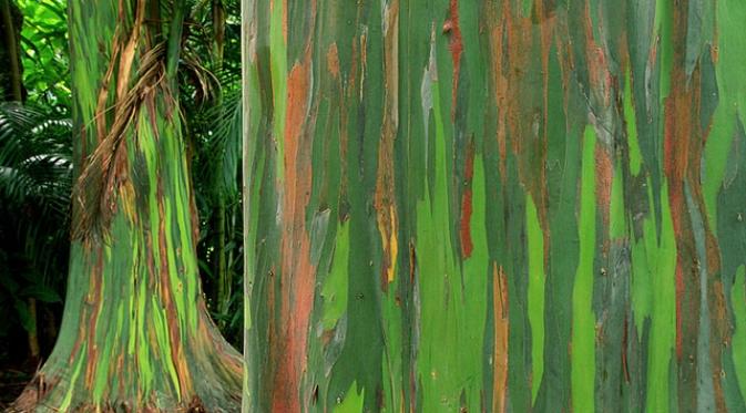 Pohon Berwarna Pelangi yang Memukau - Lifestyle Liputan6.com